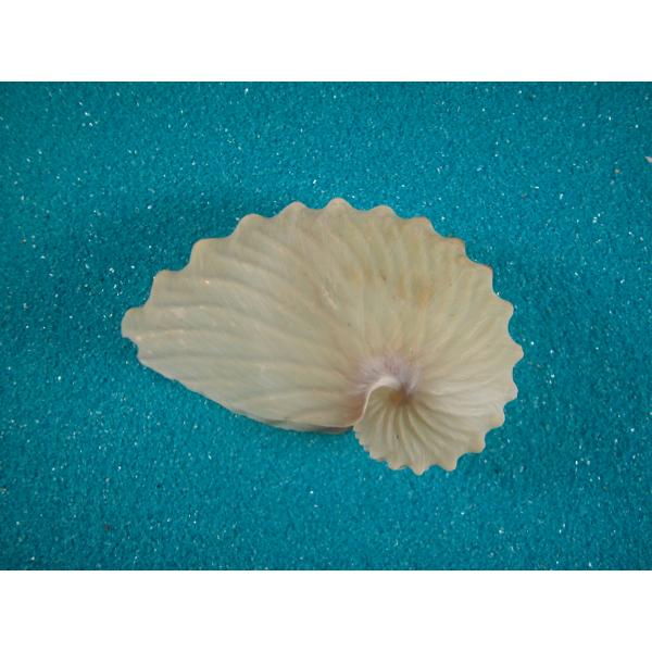 タコブネ(アオイガイ科)Argonauta hians East China Sea 6,60cm F++/GEM