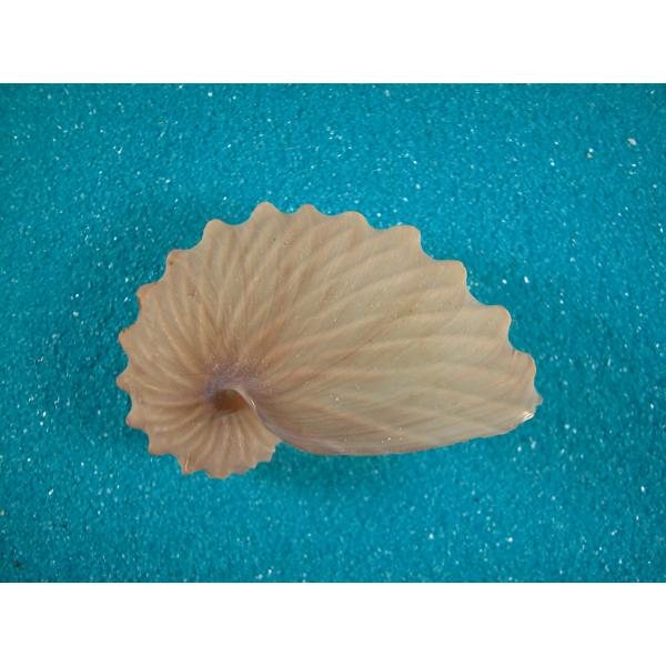 タコブネ(アオイガイ科)Argonauta hians East China Sea 6,58cm F++/GEM