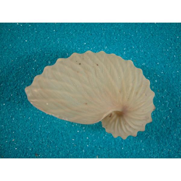 タコブネ(アオイガイ科)Argonauta hians East China Sea 6,00cm F++/GEM