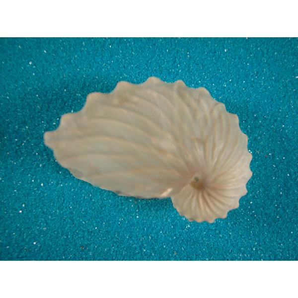 タコブネ(アオイガイ科)Argonauta hians East China Sea 6,40cm F++/GEM