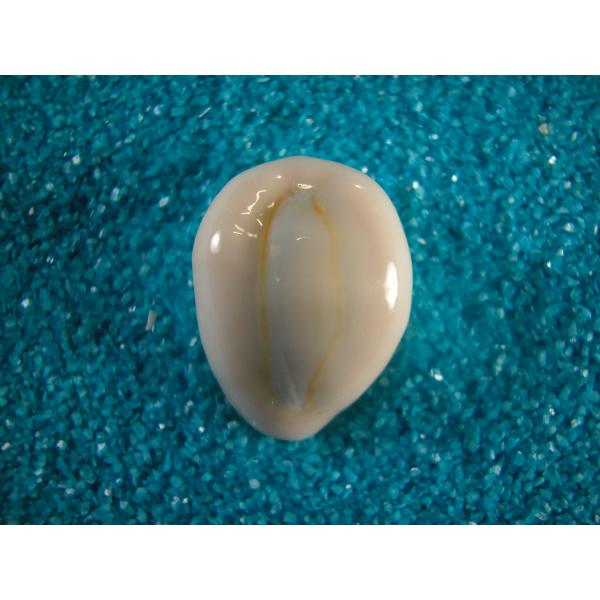 ビャクレンダカラCypraea obvelata French Polynesia 1,80cm GEM