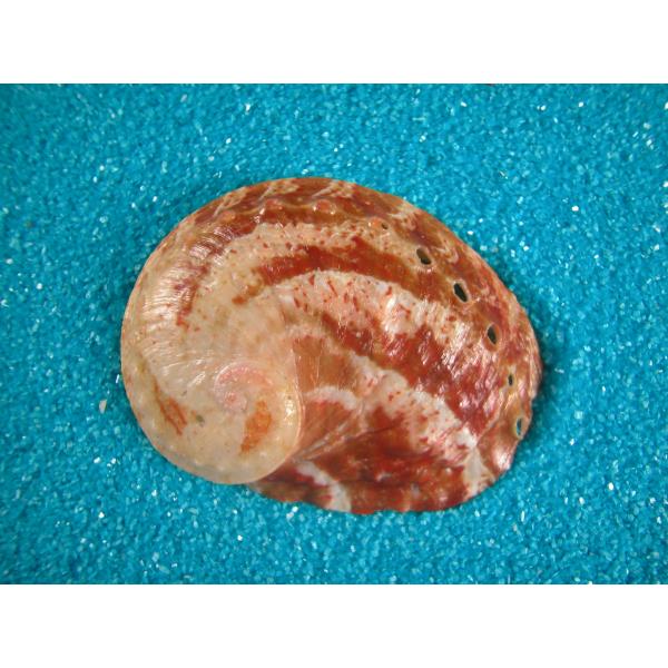 パタマカシンマアナゴウHaliotis patamakanthini Thailand　4,48cm F++/GEM