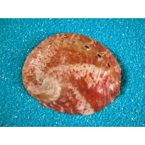 パタマカシンマアナゴウHaliotis patamakanthini Thailand　4,76cm F++/GEM