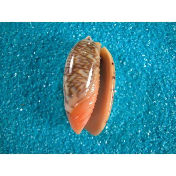 クチベニマクラのform zigzag Oliva reticulata f. zigzag Indonesia 2,72cm F++/GEM