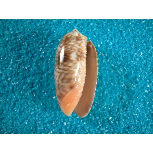 クチベニマクラのform zigzag Oliva reticulata f. zigzag Indonesia 2,70cm F++/GEM