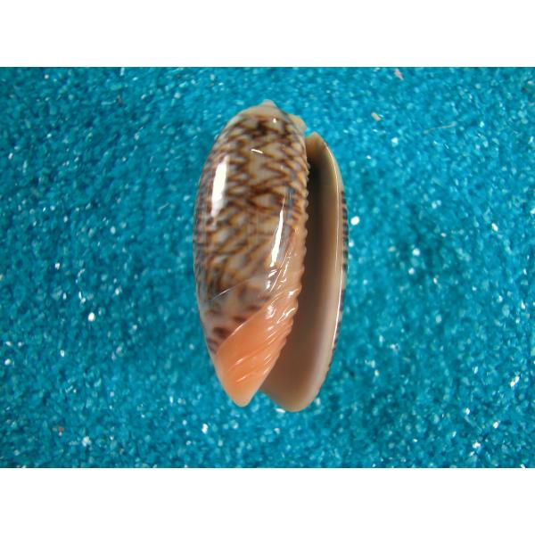クチベニマクラのform zigzag Oliva reticulata f. zigzag Indonesia 2,69cm F++/GEM