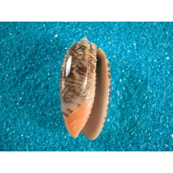 クチベニマクラのform zigzag Oliva reticulata f. zigzag Indonesia 2,88cm F++/GEM