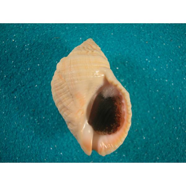 ワダチレイシガイThais orbita Australia　5,49cm F+++ ラインw/o