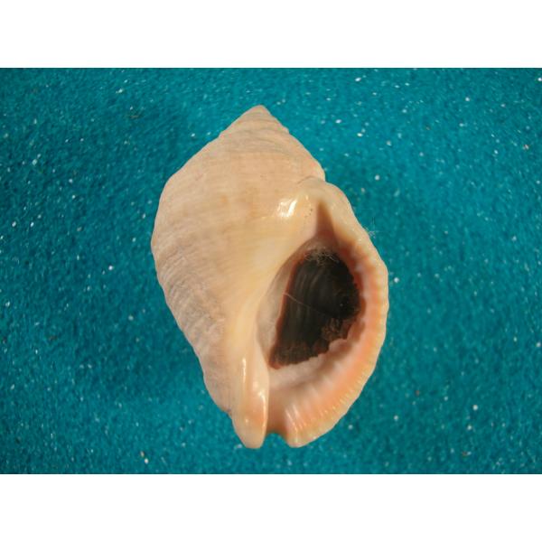 ワダチレイシガイThais orbita Australia　5,24cm F++ラインw/o