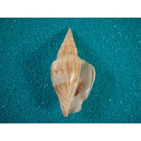 アラフラシドロガイStrombus campbelli Vanuatu　5,80cm F++/GEM