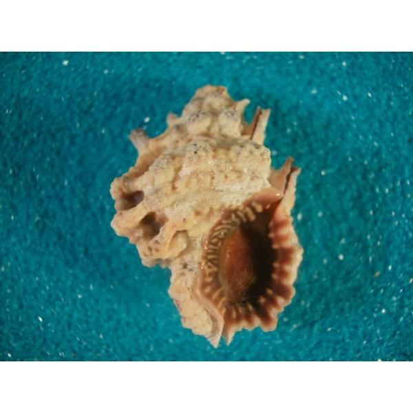 クロミオキニシBursa lamarckii Philippine 4,1cm  F++/GEM