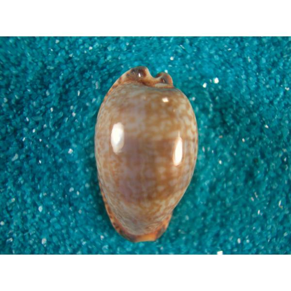 クロホシダカラCypraea nigropunctata Galapagos Islands　2,39cm  F++/GEM  稀産