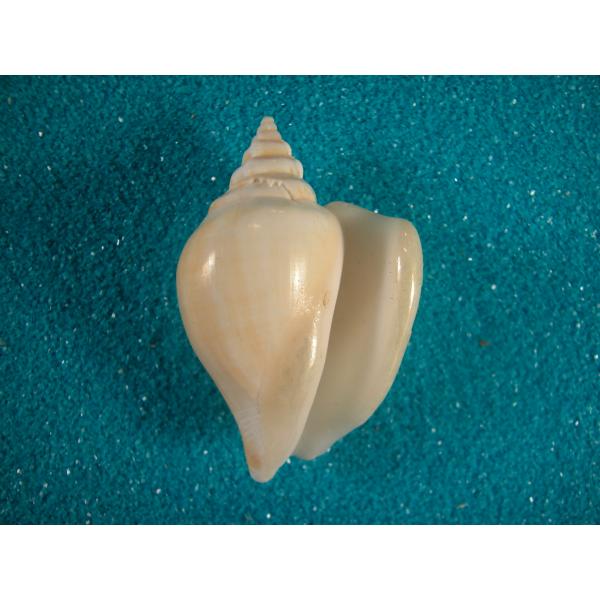 サザナミスイショウガイStrombus canarium Vanuatu　5,08cm  F++/GEM