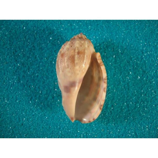 ヒメショッコウラHarpa amouretta　Philippine　5,28cm F++/GEM