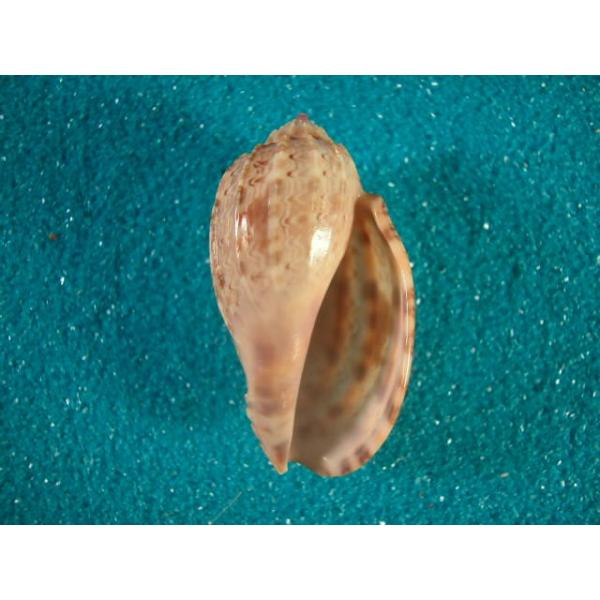 ヒメショッコウラHarpa amouretta　Philippine　4,84cm F++/GEM