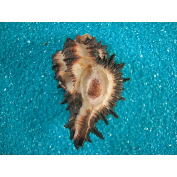 ニシアフリカウニボラHomalacantha melanomathos chinii Gabon−3,85cm F++/GEM w/o 少産