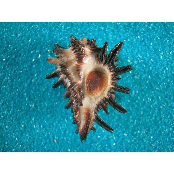 ニシアフリカウニボラHomalacantha melanomathos chinii Gabon−3,38cm F++/GEM w/o 少産