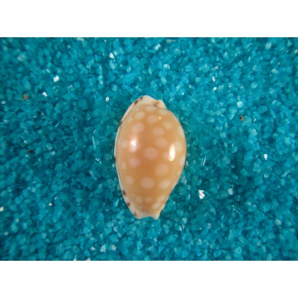 アスタリーダカラCypraea astaryi Marquesas Islands 1,18cm  GEM  少産