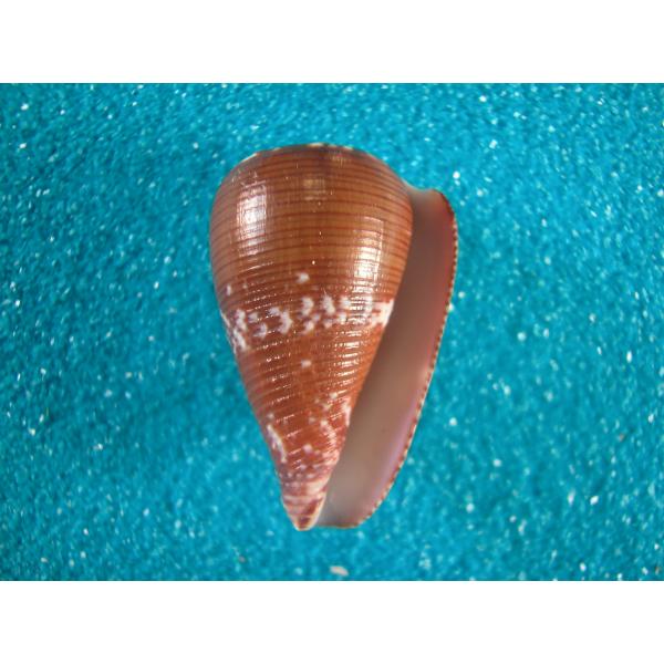 アラレイモConus catus Marquesas Islands  3,73cm F++ 薄いライン