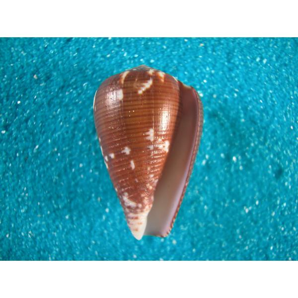 アラレイモConus catus Marquesas Islands  3,47cm F++/GEM　