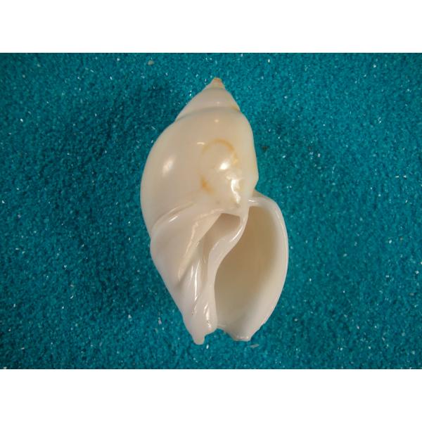 コガネリュウグウホタルガイAncilla glabrata Venezuela　5,03cm F++/GEM