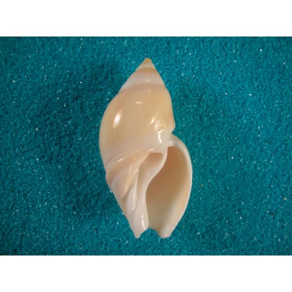 コガネリュウグウホタルガイAncilla glabrata Venezuela　4,69cm F++/GEM