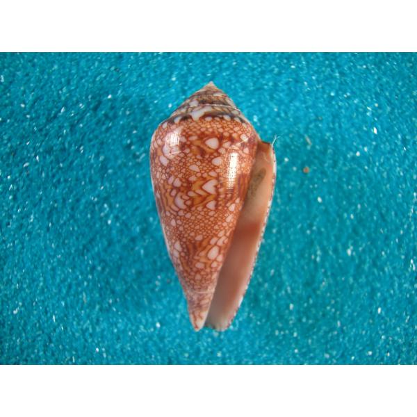 ハナオリイモConus dalli Panama, 4,10cm F+++ ライン　w/o w/o