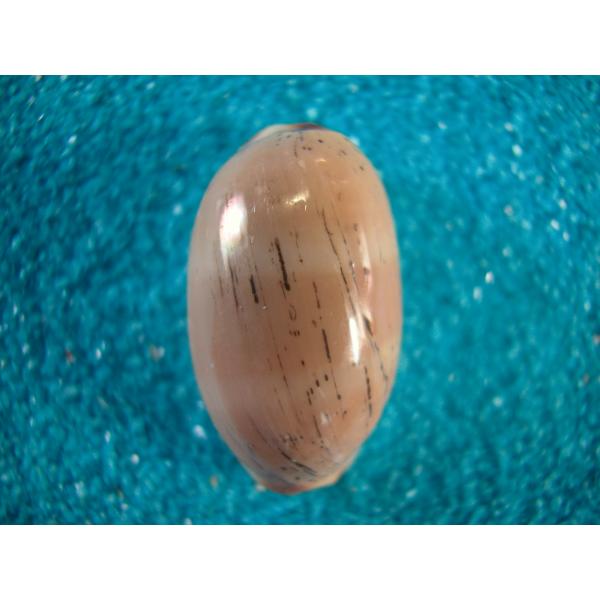 ヤナギシボリダカラCypraea isabella　2,50cm F++/GEM　