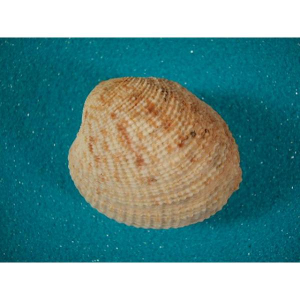 アラヌノメガイAntigona reticulate　Australia  6,35cm　F++　