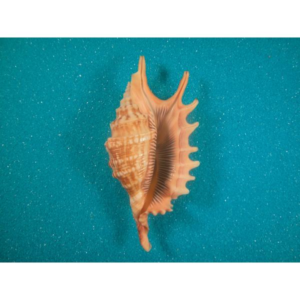 ホソムカデソデガイLambis digitata Madagascar 13,28cm F++/GEM  少産