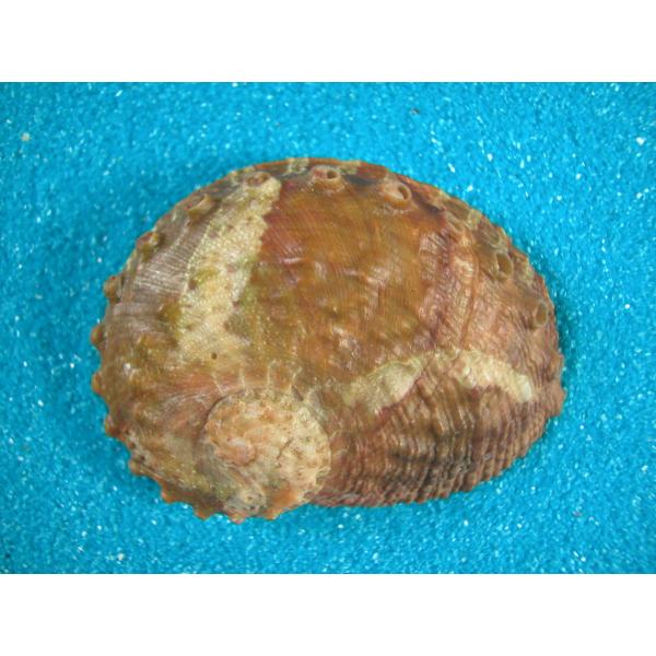 マアナゴHaliotis ovina India　　6,5cm   F++/GEM