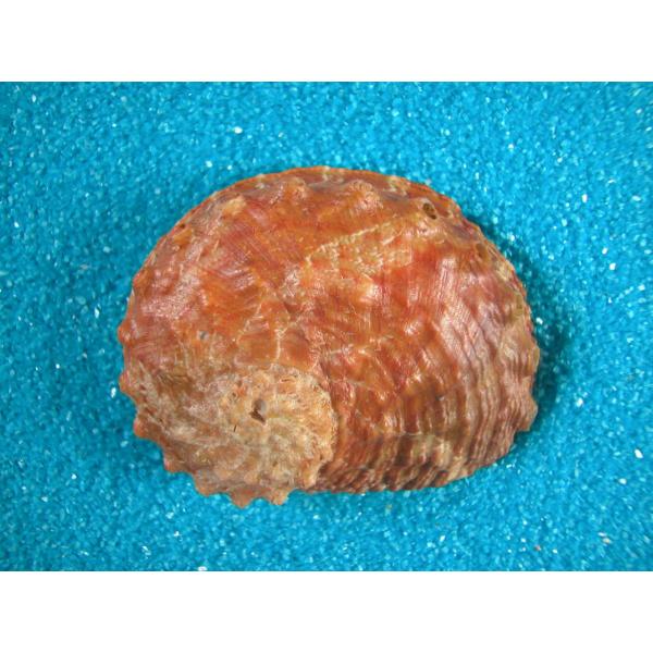 マアナゴHaliotis ovina India　　4,8cm   F++/GEM