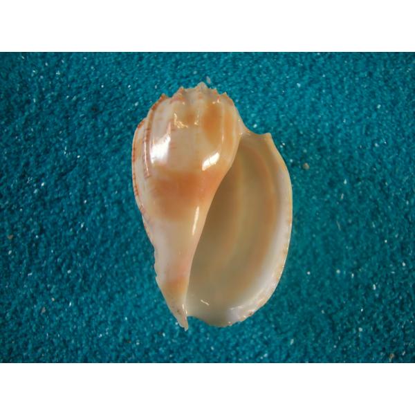 クインズランディカショッコウラ類Harpa aff. queenslandica Indonesia 4,18cm F++/GEM