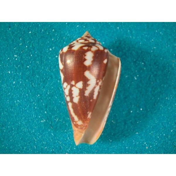 ユメノウキグモガイConus amadis　form castaneofasciata　 Thailand　6,3cm  F++