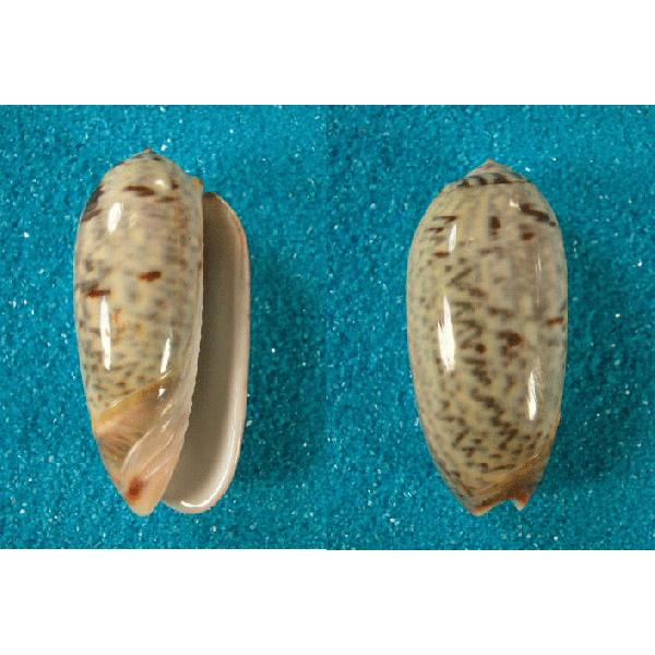 和名未定イロガワリマクラの仲間 Oliva vidua albofasciata Vanuatu 4,9cm F++/GEM