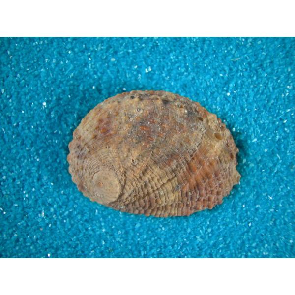 イボアナゴ Haliotis varia　Australia 3,57cm F++　