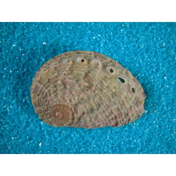 チリメンアナゴ Haliotis crebisculpta Australia 3,50cm F++/GEM 