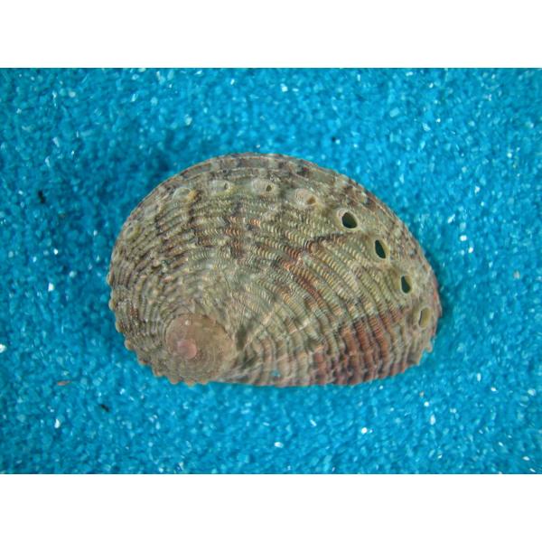 チリメンアナゴ Haliotis crebisculpta Australia 3,20cm F++/GEM 