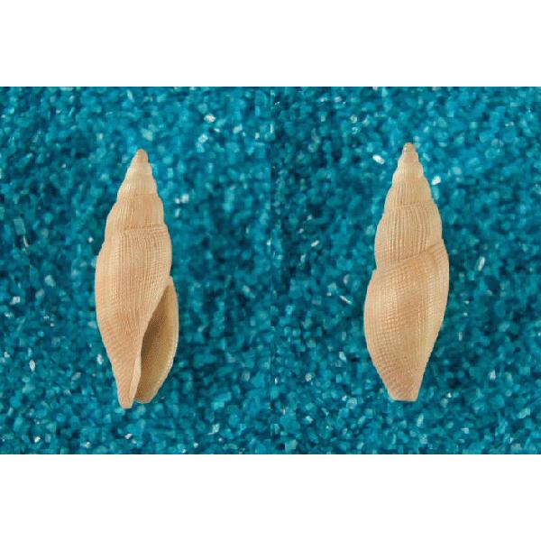 ピンクキマメボラ Metula sp,Panama 1,7cm 少産 F+　