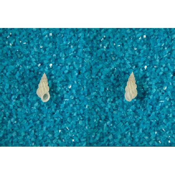 ヒヨコイトカケガイ Epitonium zeteki　Panama Pacific 0,5cm  F++/GEM 　