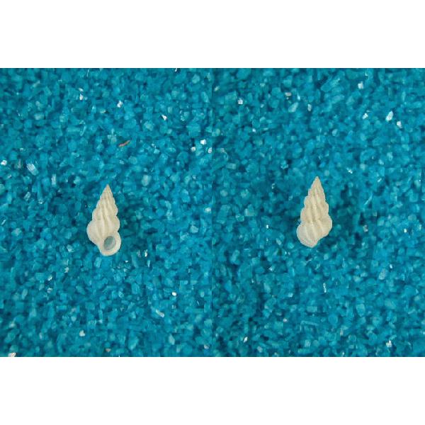 ヒヨコイトカケガイ Epitonium zeteki　Panama Pacific 0,5cm  F++/GEM 　