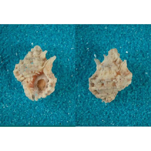 クチムラサキオキニシ Bursa rosa Mozambique  2,02cm F++ w/o  