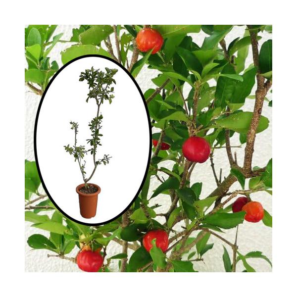 ■アセロラ苗 甘味系ハワイ種　挿木苗熱帯果樹苗■生産地:沖縄県■全体の高さ:80〜100cm■生育年数:挿木2年■鉢:18cm■キントラノオ科結実経験のある苗です沖縄在来種に比べて甘味があり、酸味は弱いです実も大めの甘味系ハワイ種ですアセロ...