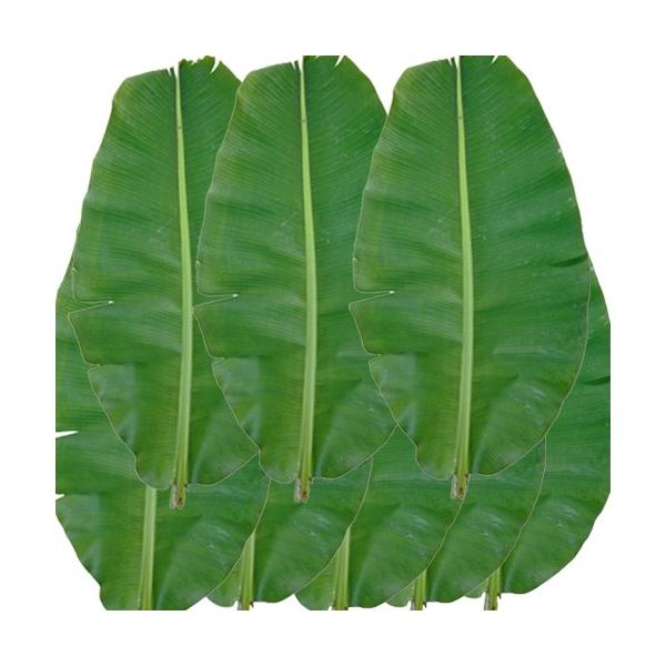 【商品内容】沖縄県産バナナ生葉×8長さ:約85cm-130cm幅　:約40cm-60cmサイズの指定は出来ません※裂け、傷がございます比較的裂けや傷が少ない葉を選び荷造りしていますが、葉が柔らかく裂けやすい生葉のため、予めご了承ください＊キ...