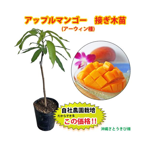 【自社農園接ぎ木苗】自社で接ぎ木して栽培しているのでこの価格ベテランのスタッフが一つひとつ丁寧に接ぎ木しています接ぎ木が成功して半年以上育成した苗を発送いたします■沖縄産アップルマンゴー苗（アーウィン)接木苗熱帯果樹苗■生産地:沖縄県■全体...