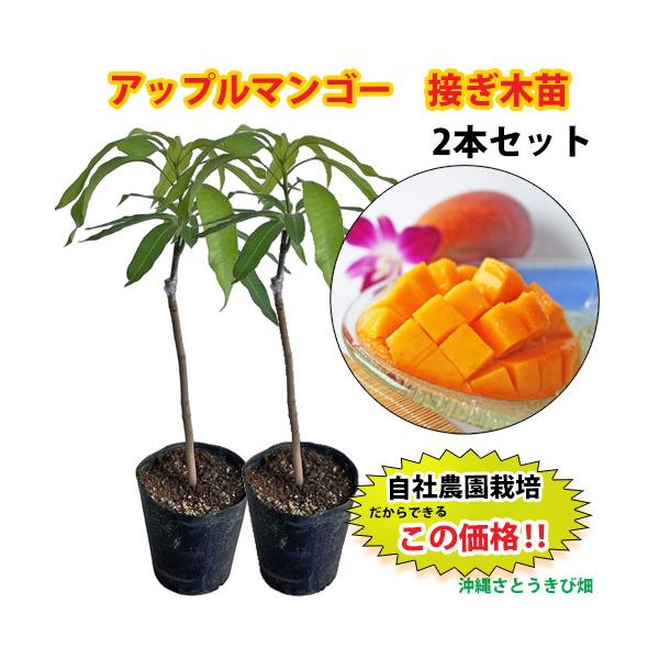 【自社農園接ぎ木苗】自社で接ぎ木して栽培しているのでこの価格ベテランのスタッフが一つひとつ丁寧に接ぎ木しています接ぎ木が成功して半年以上育成した苗を発送いたします■沖縄産アップルマンゴー苗（アーウィン)接木苗×2本熱帯果樹苗■生産地:沖縄県...