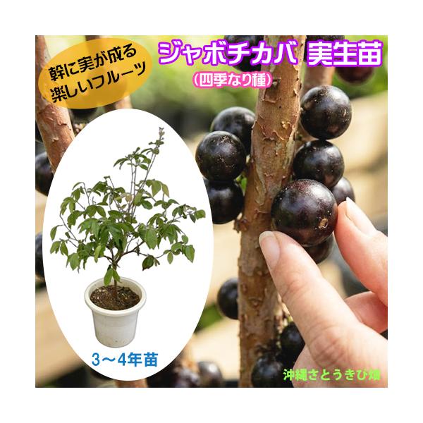 ■ジャボチカバ苗(四季なり)実生苗熱帯果樹苗■生産地:沖縄県■全体の高さ:樹高50~60cm■生育年数:実生3-4年■鉢:16cm鉢■フトモモ科ジャボチカバ(四季なり)実生苗です※結実期、冬季には葉数が減ります強い風に当たると葉が落ちやすい...