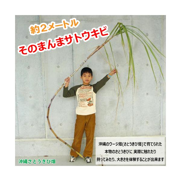 【商品内容】そのまんまサトウキビ×1本約 2メートル (葉の長さは含みません)説明書をお付けしています沖縄ならではの新聞記事のコピーも同封しておりますそのままのさとうきびを保存できる日持ちはお届け後、約1週間ですバケツに水をはり、切り口を漬...
