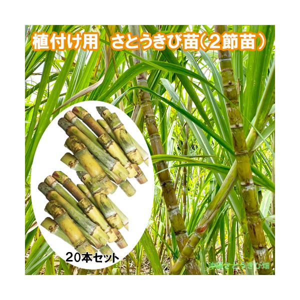 【商品内容】植付け用　さとうきび苗（2節苗）大きさ：1本　約8cm〜20cm本数：20本沖縄特産のサトウキビ苗2節苗です2節のサトウキビ苗をそのままお届けいたします届いたサトウキビ苗はすぐに植え付けて下さい※保管は出来ません成功すれば約2〜...