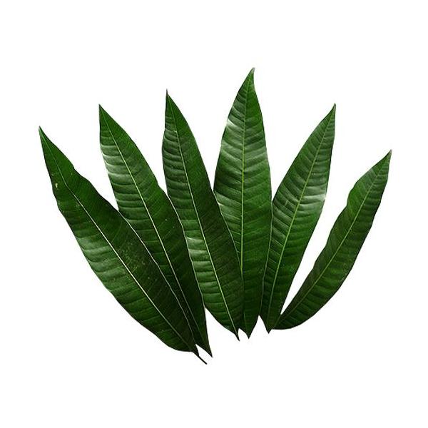 【商品内容】マンゴーの生葉：1枚マンゴー(アーウィン)の生葉です写真撮影用や飾りとしてお使いいただけます熱帯果樹苗の葉※マンゴーはウルシ科ですかぶれる方はご注意下さい沖縄　自由研究　夏休みの宿題　料理教室　クッキング　食育　盛り付け　日本食...